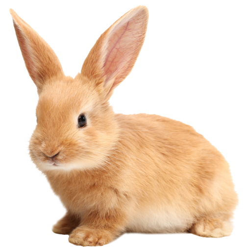 Bunny Suit Photos Free Images On Free