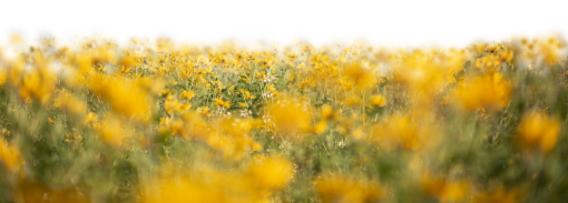 🥇 Image Of Wild Flowers Field Overlay Png - 【free Photo】 100032888