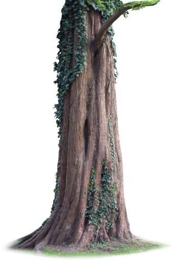 š„ Image of Old Tree Trunk Clipart Overlay PNG - ćFREE PHOTOć 100035831 š„ Image of Old Tree Trunk Clipart Overlay PNG - ćFREE PHOTOć 100035831