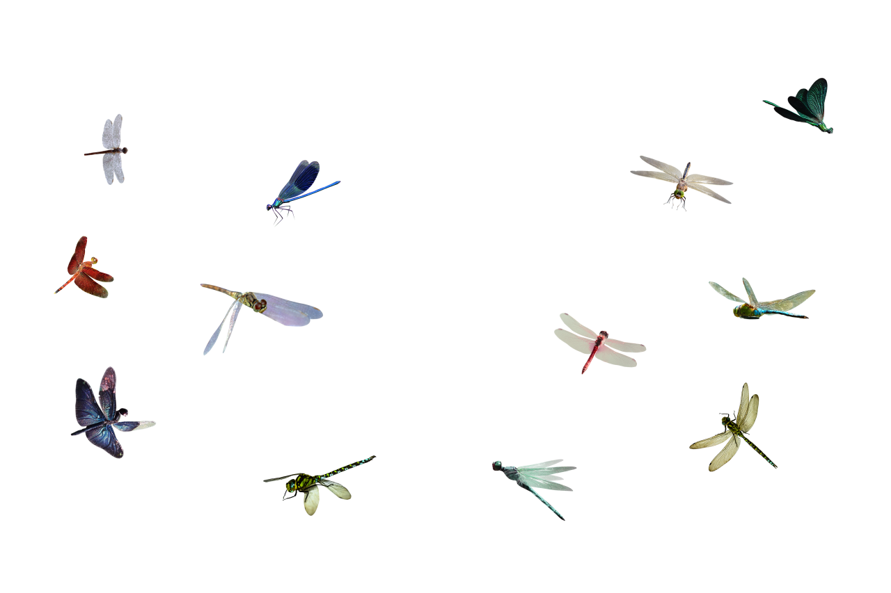 🥇 Imagen de Superposición de imágenes prediseñadas de libélula PNG ... 🥇 Imagen de Superposición de imágenes prediseñadas de libélula PNG ...