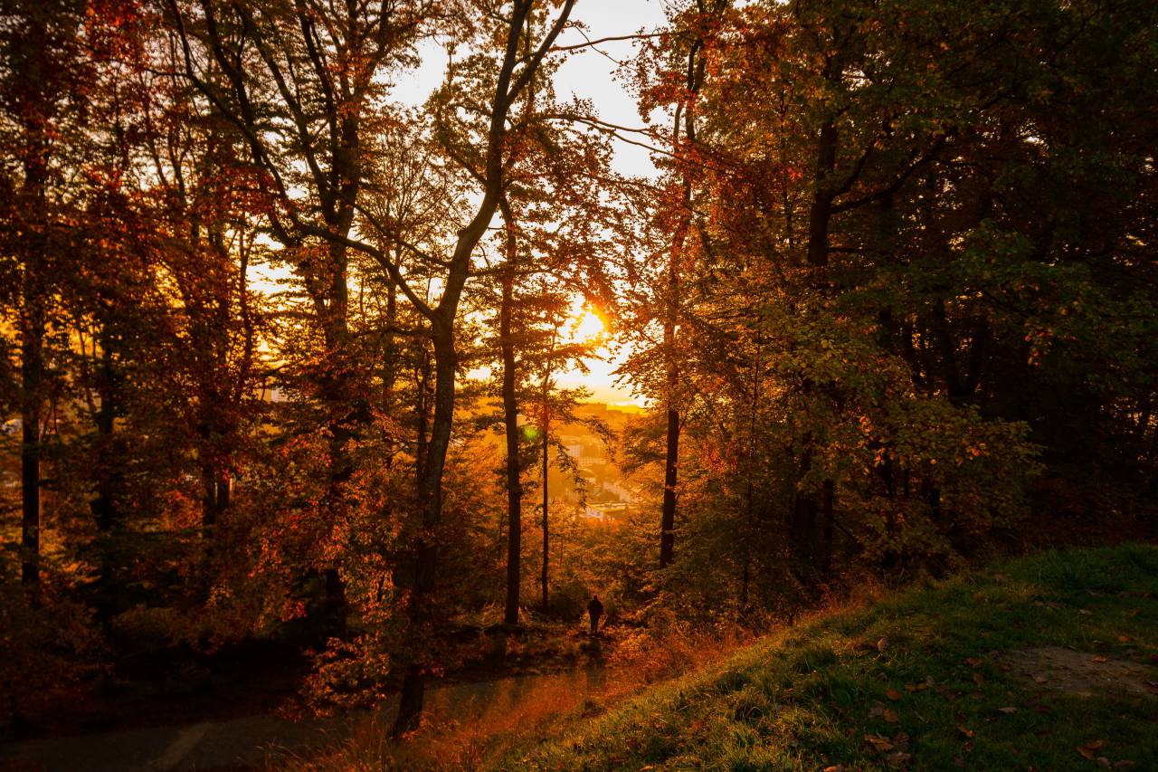 🥇 Image of autumn leaves forest trees fall sunset nature - 【FREE PHOTO ... 🥇 Image of autumn leaves forest trees fall sunset nature - 【FREE PHOTO ...